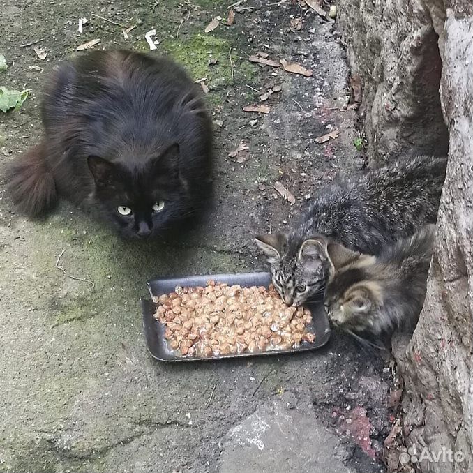 Котосемья в опасности