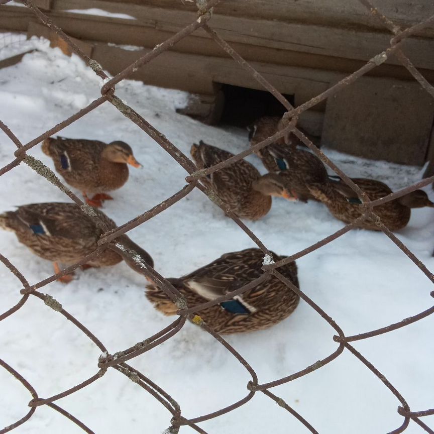 Продам подсадных уток