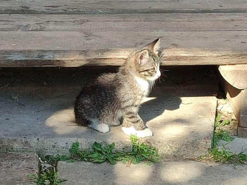 Котенок в белых башмачках