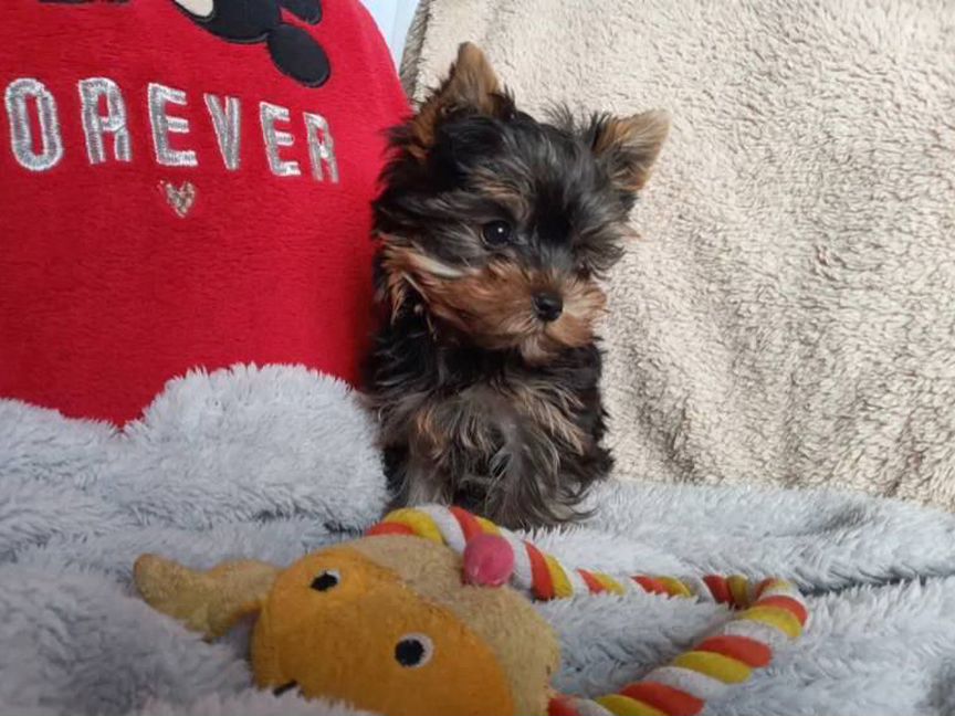 Йоркширский терьер