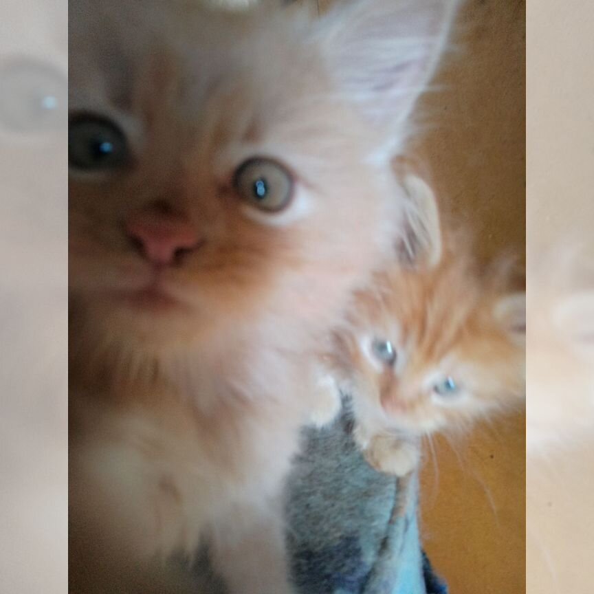 Мейн-кун котёнок