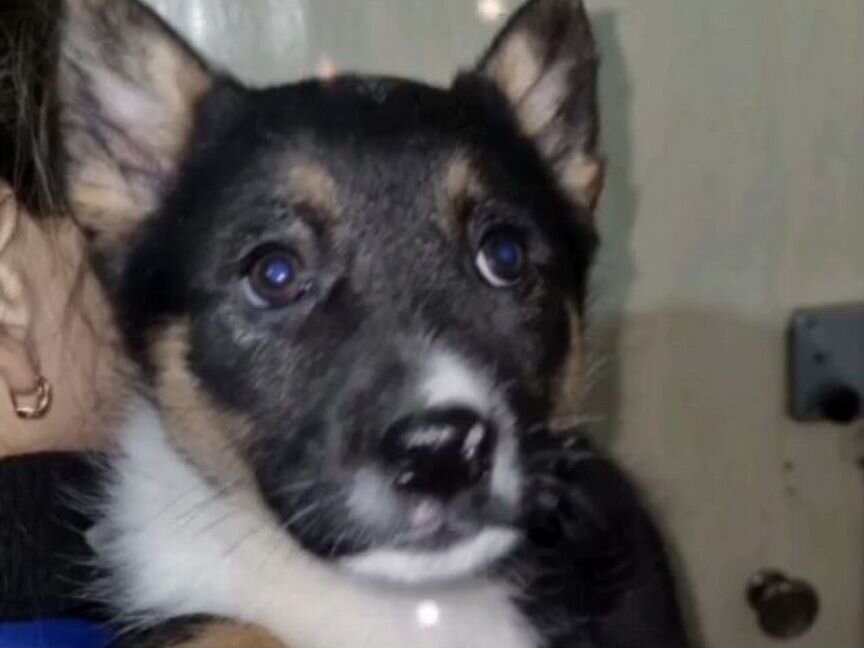 Щенки в добрые руки