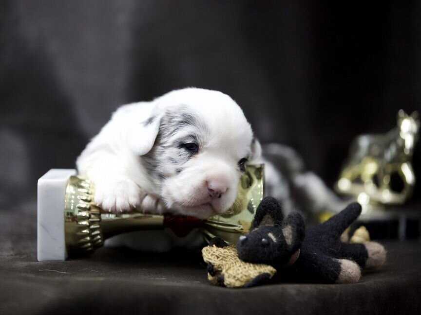 Щенки вельш корги кардиган