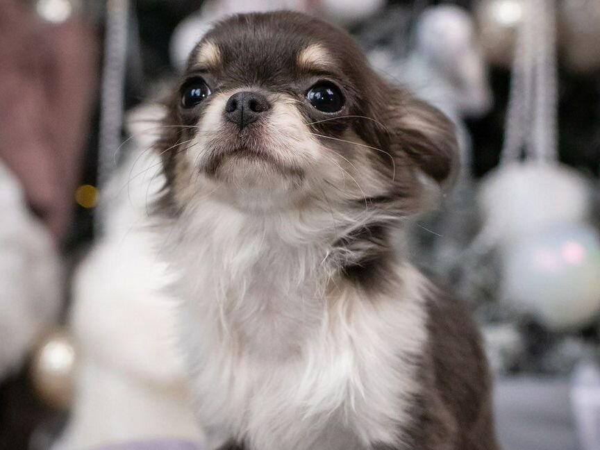 Чихуахуа мини куколка