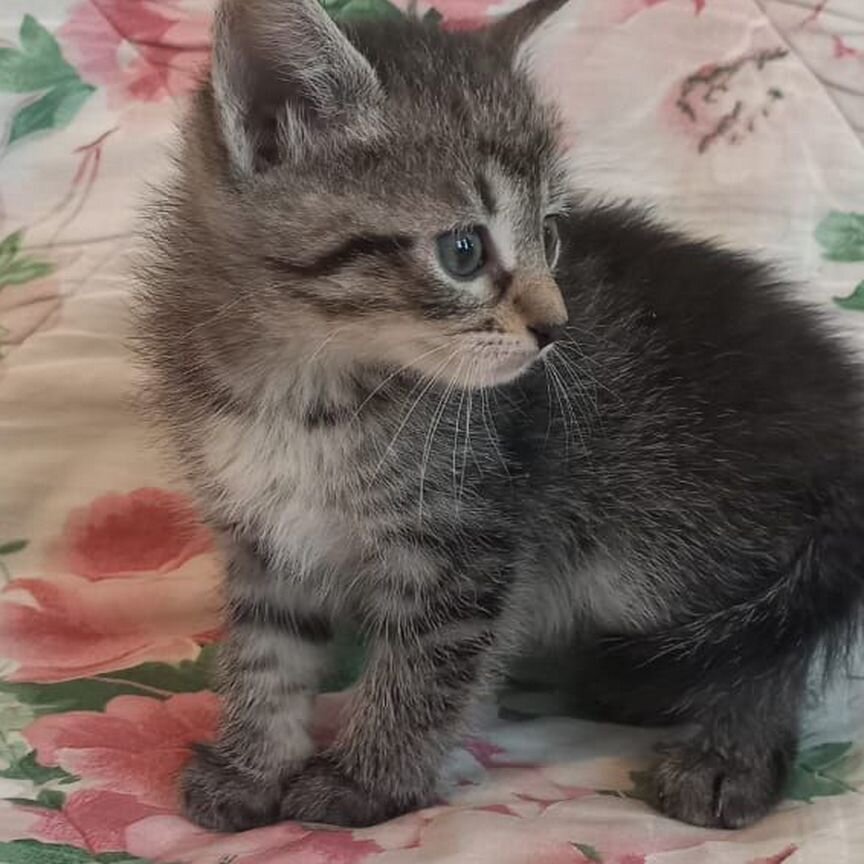 Котенок девочка
