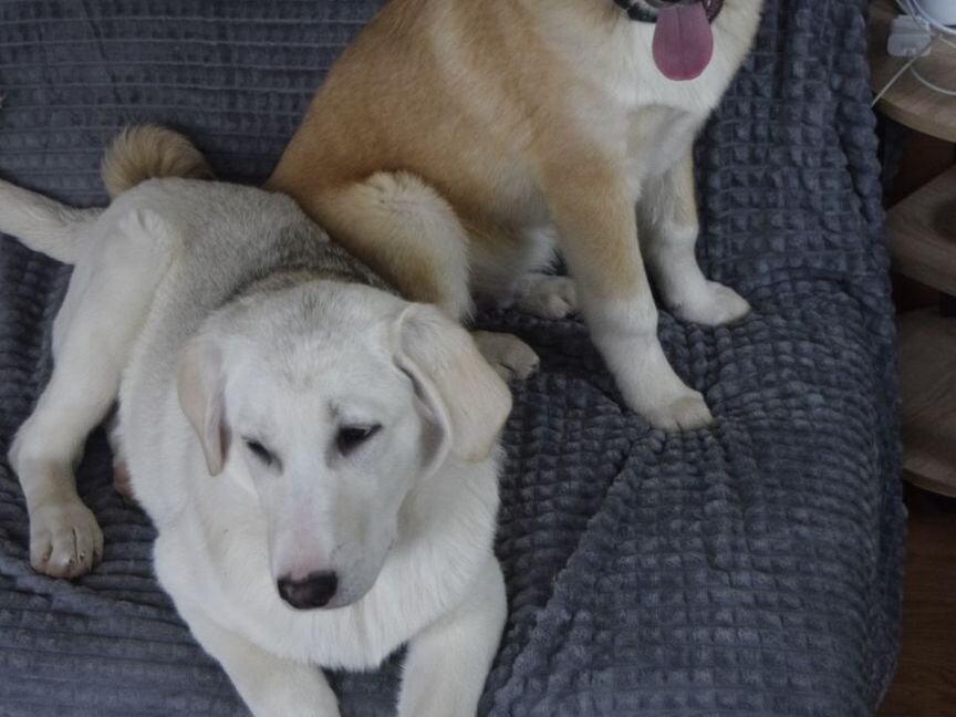 Ласковые щенки пропадают