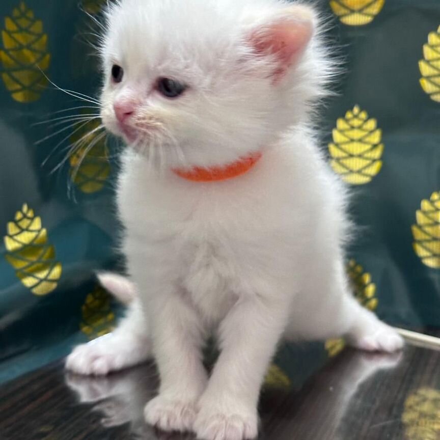 Norris reddish white