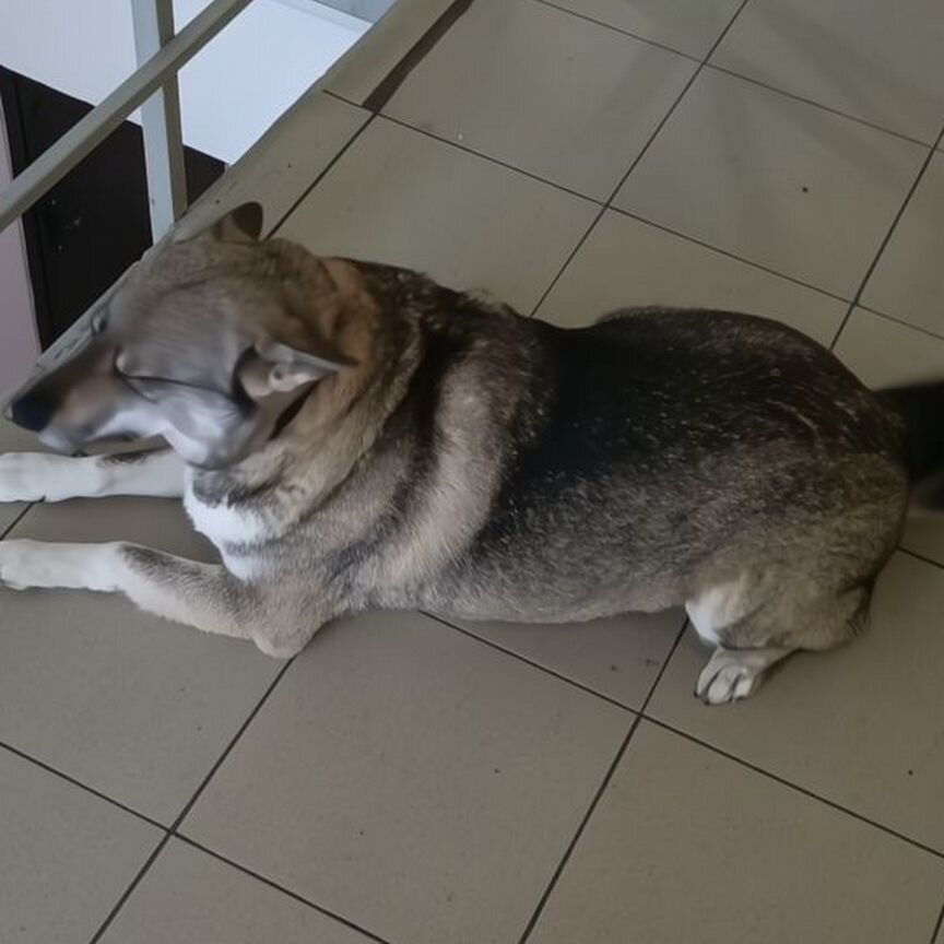 Лайка, взрослая собака