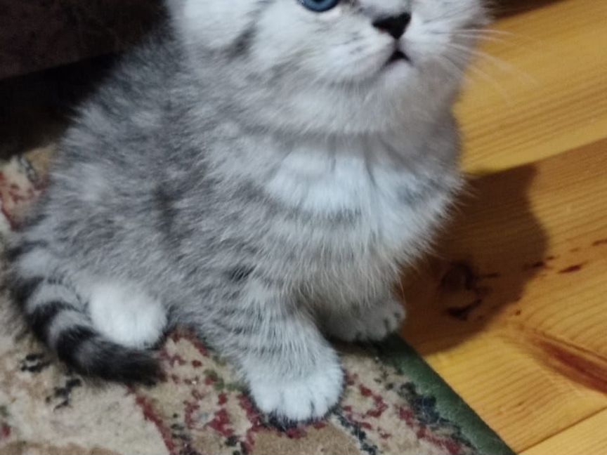 Шотландские котята