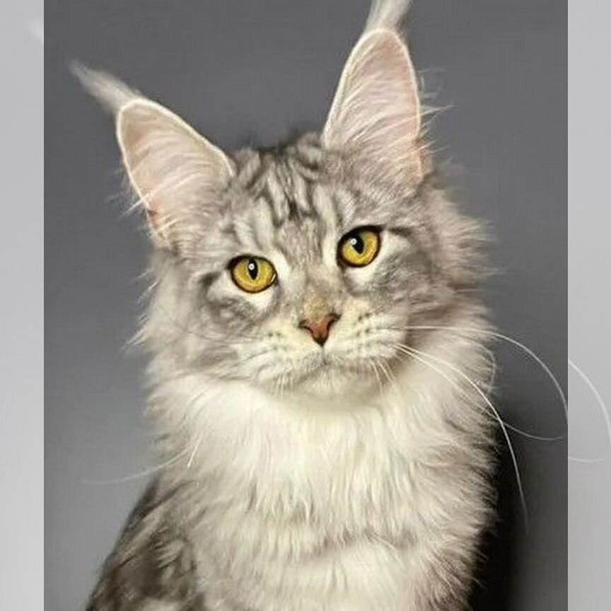 Мейн-кун котёнок