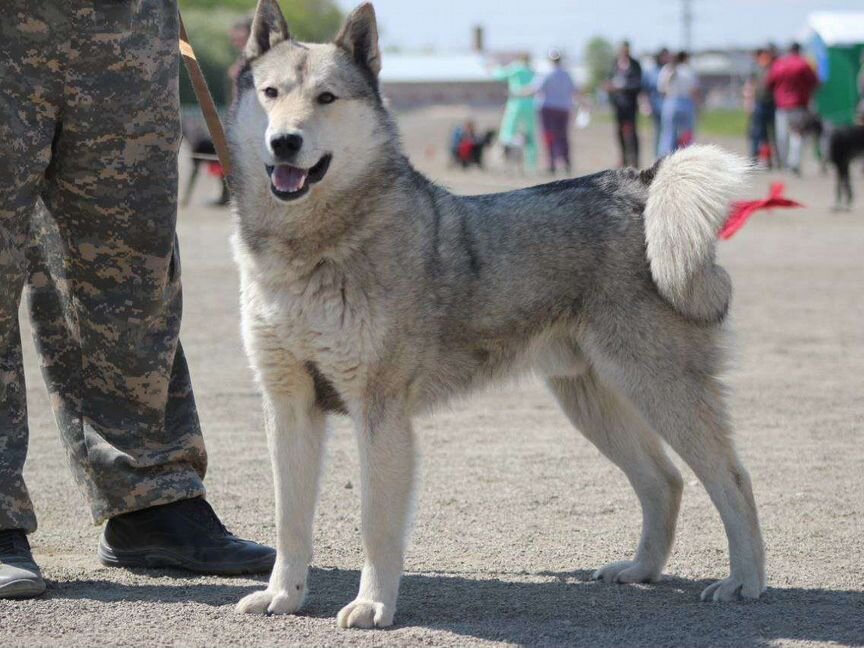 Западно сибирская лайка