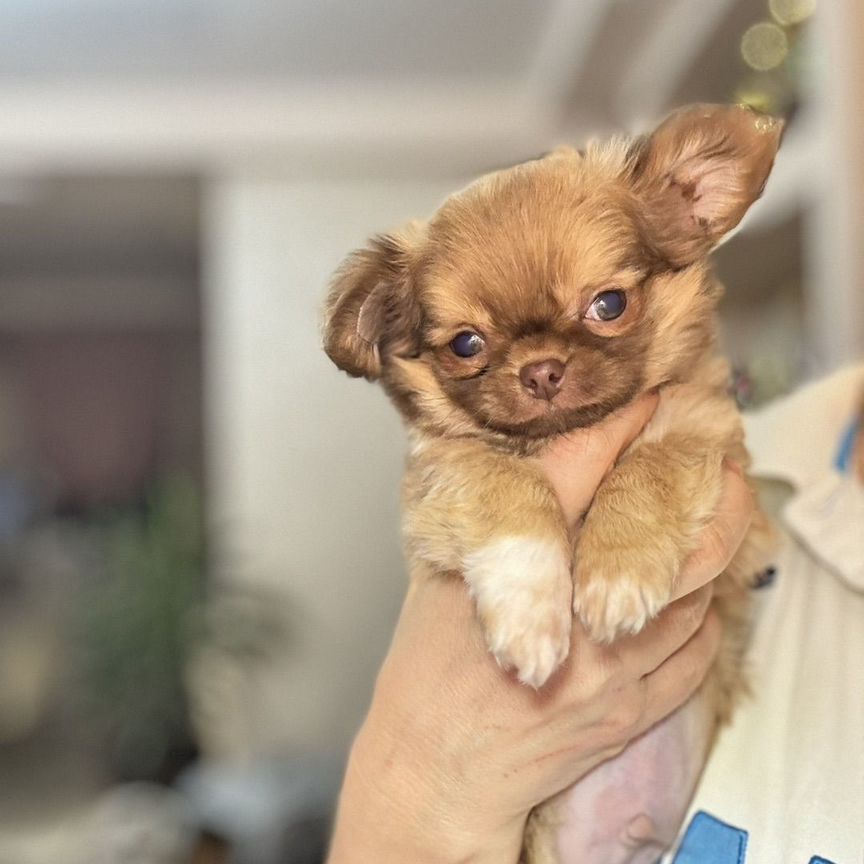 Сладкий Пупсик