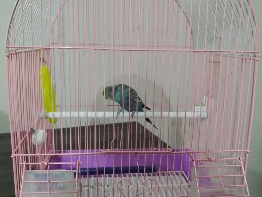 Продаю с клеткой вместе