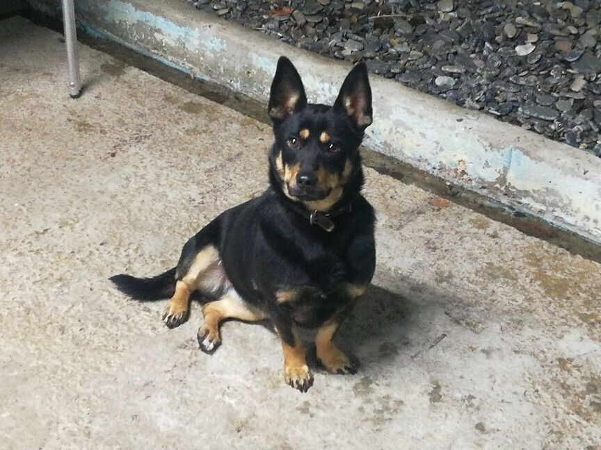 Убежала собака