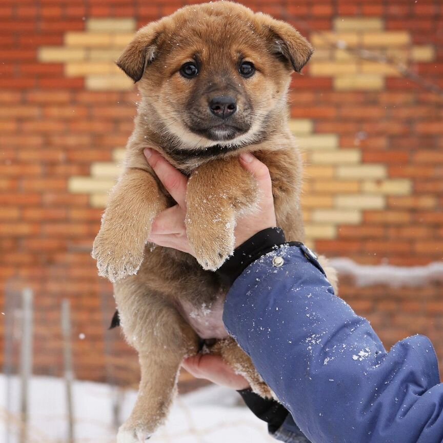 Крупные щенки в добрые руки