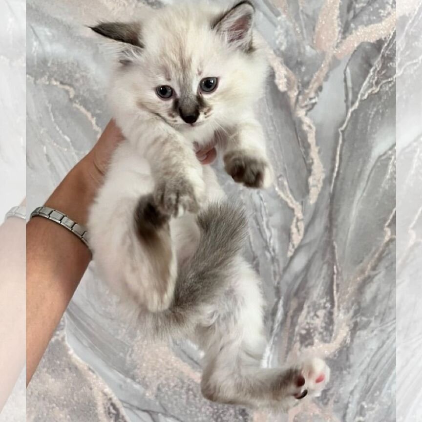 Невский маскарадный котёнок
