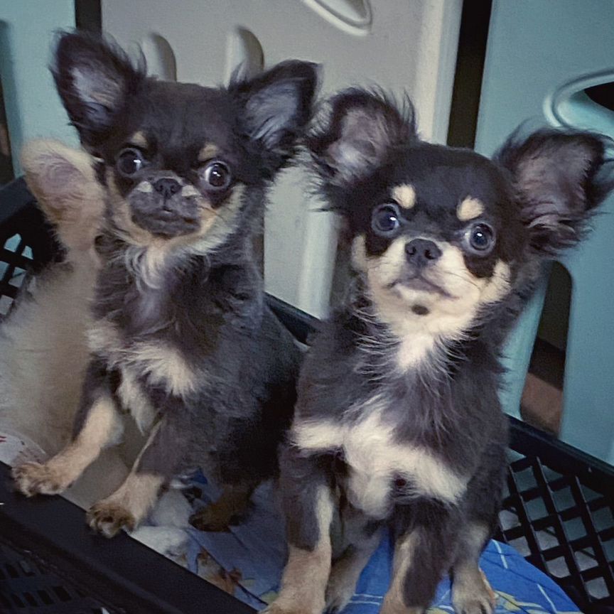 Красавчики голубчики ) доставка