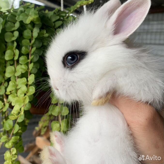 Декоративные крольчата