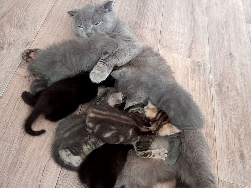 Кошки