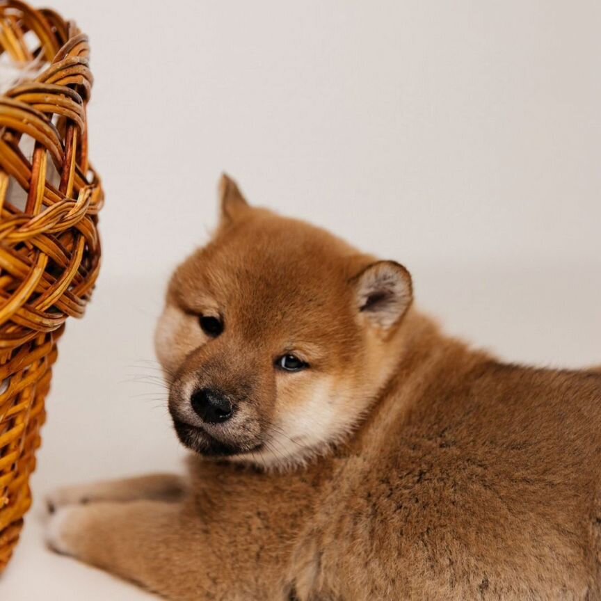 Сиба Ину перспективная девочка