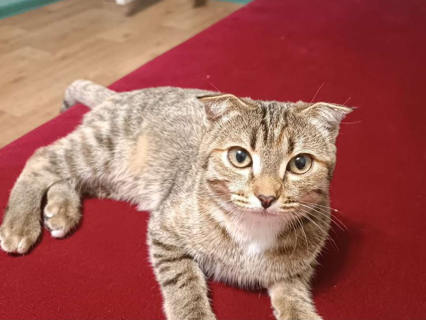 Шотландская вислоухая