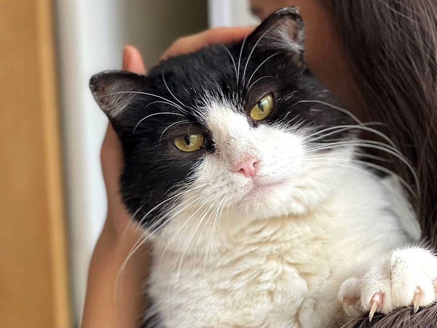 Котик Беляш в добрые руки