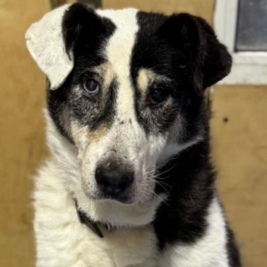 Взрослая собака в добрые руки