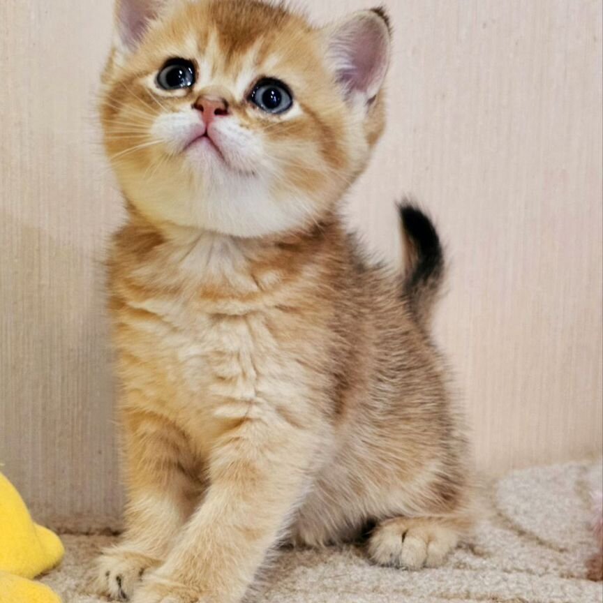 Мальчики зайчики