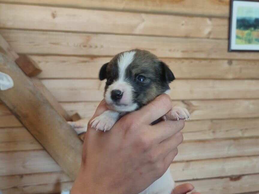 Щенки мелкой собаки