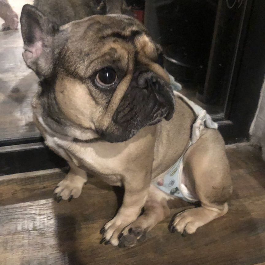 Французский бульдог, взрослая собака