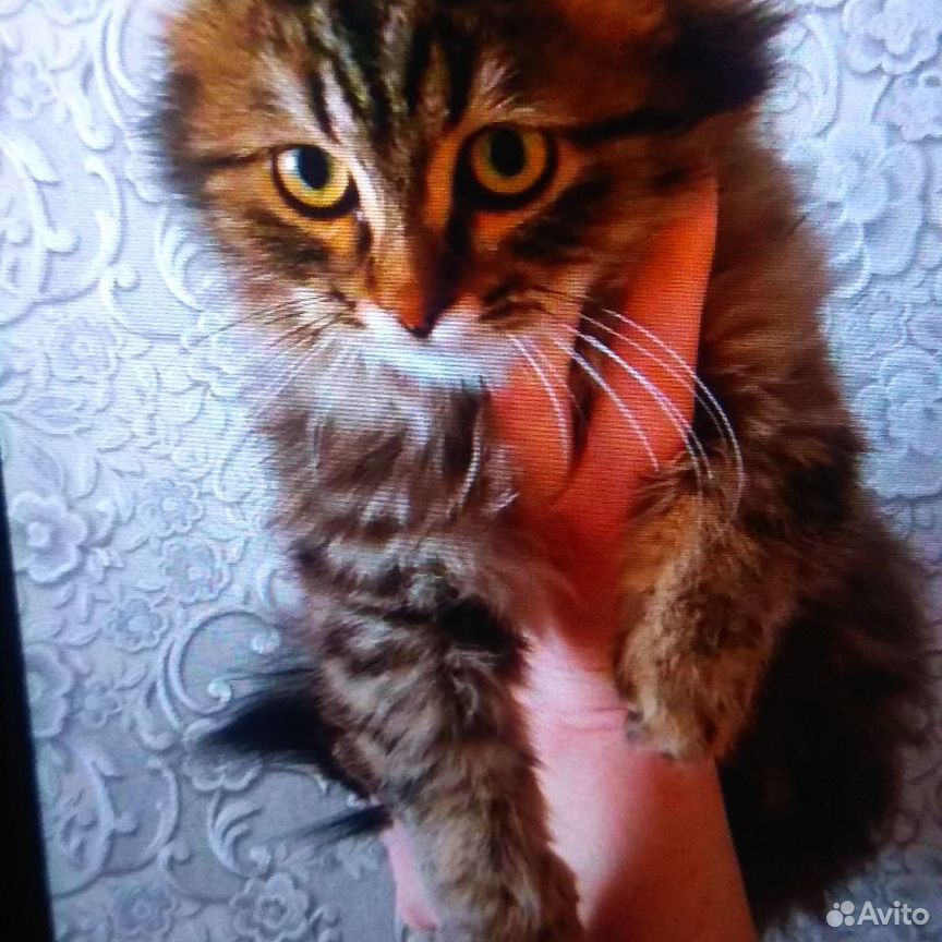 Котенок прелесть