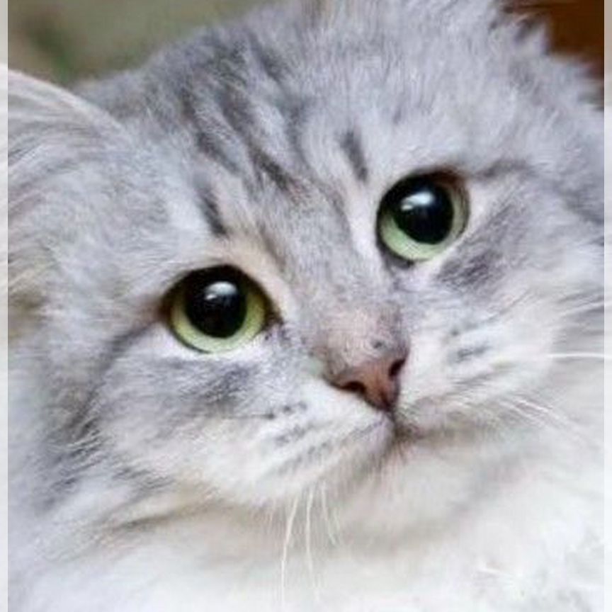 Норвежская лесная, взрослая кошка