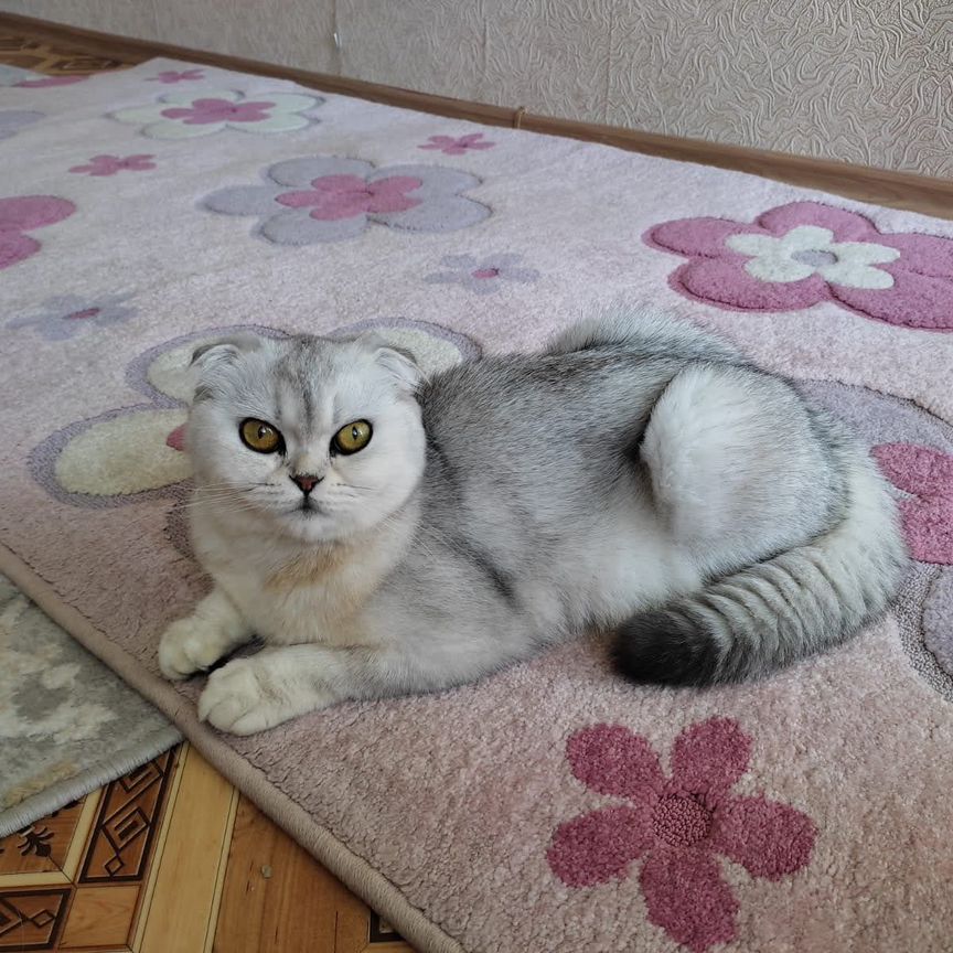 Шотландская вислоухая кошка котята