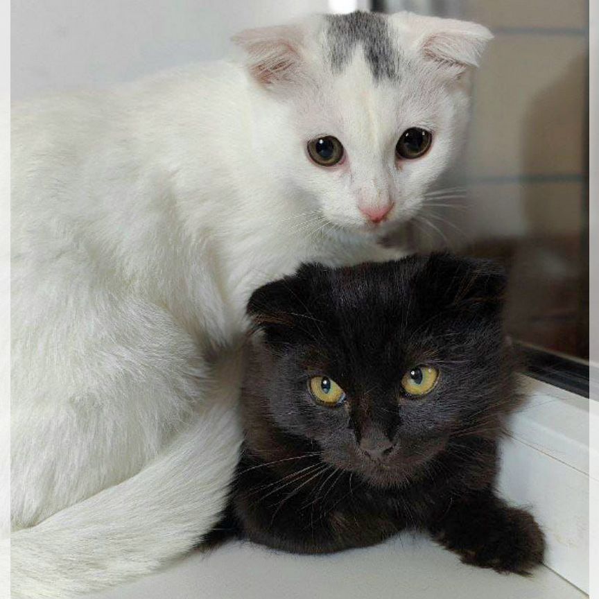 Сестры - вислоушки в дар