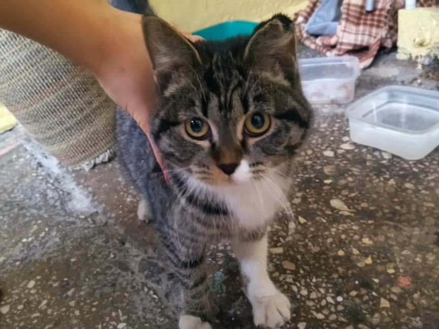 Найдена кошечка