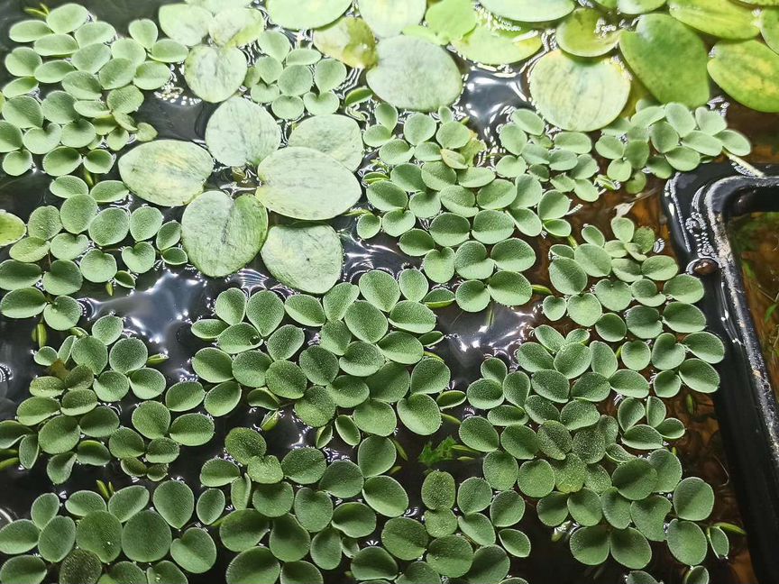 Сальвиния, лимнобиум