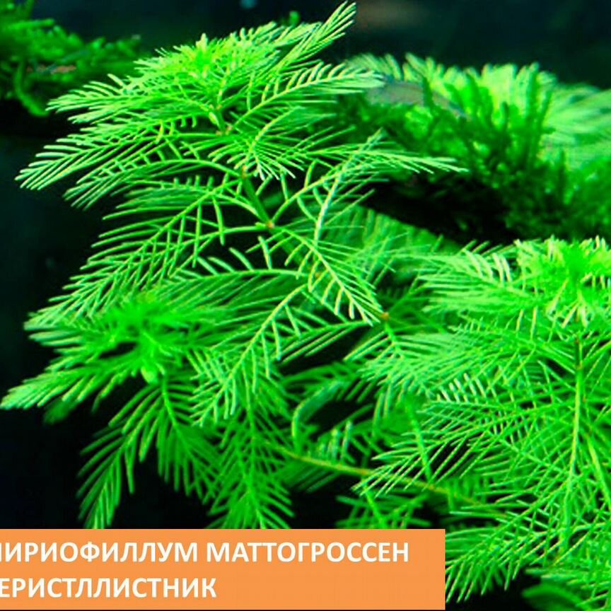 Аквариумные растения