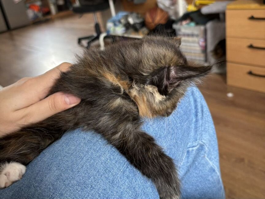 Кошка