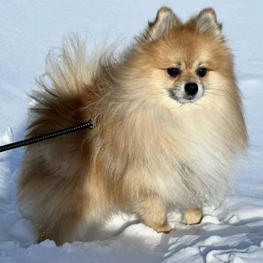 Немецкий шпиц, взрослый пёс