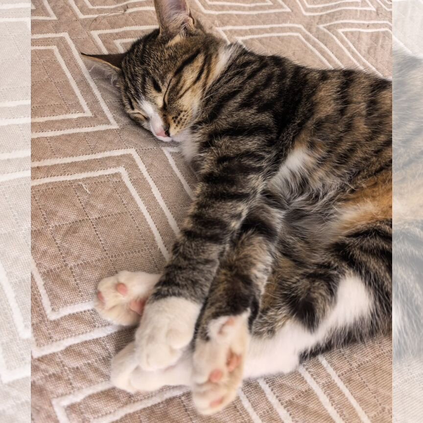 Котёнок в добрые руки