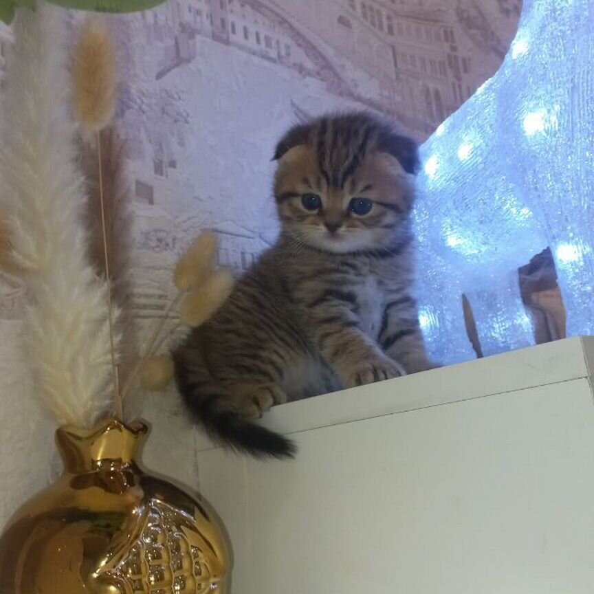 Шотландская шиншилла