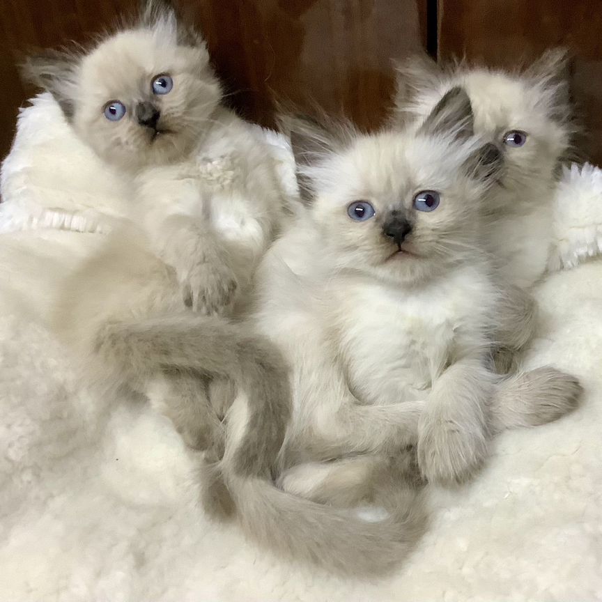 Невский маскарадный котёнок