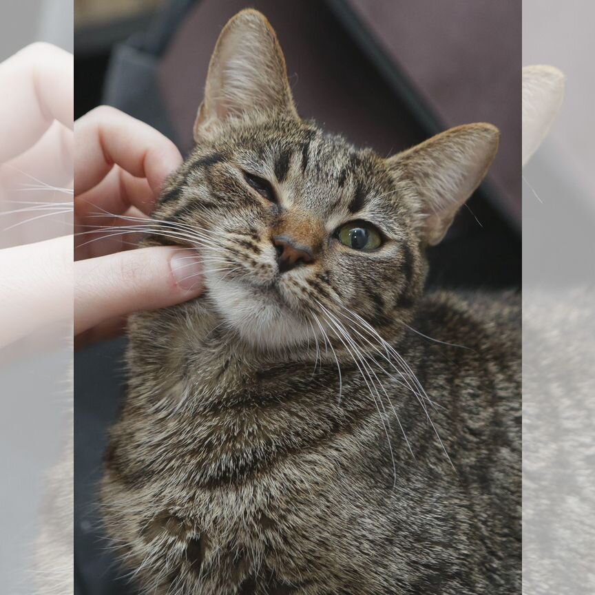 Очень ласковая спасенная кошка 11 месяцев