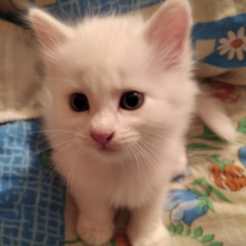 Продам котят 1,5 месяца