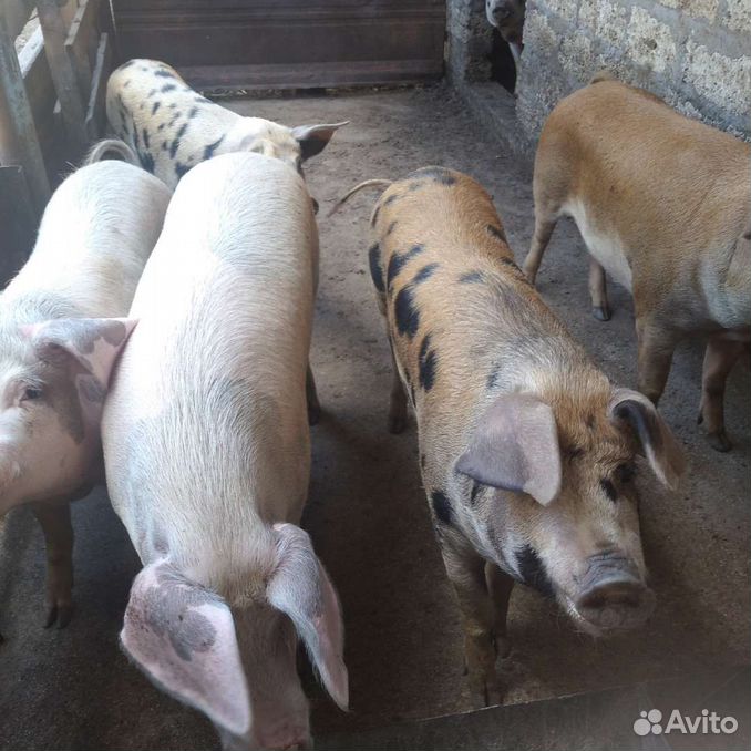 Свиньи живым весом