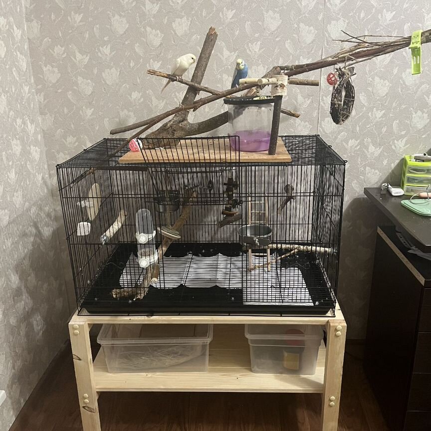 Волнистые попуга с клеткой и стеллажем