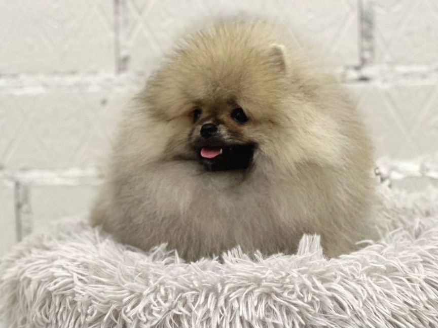 Зайка - это щенок