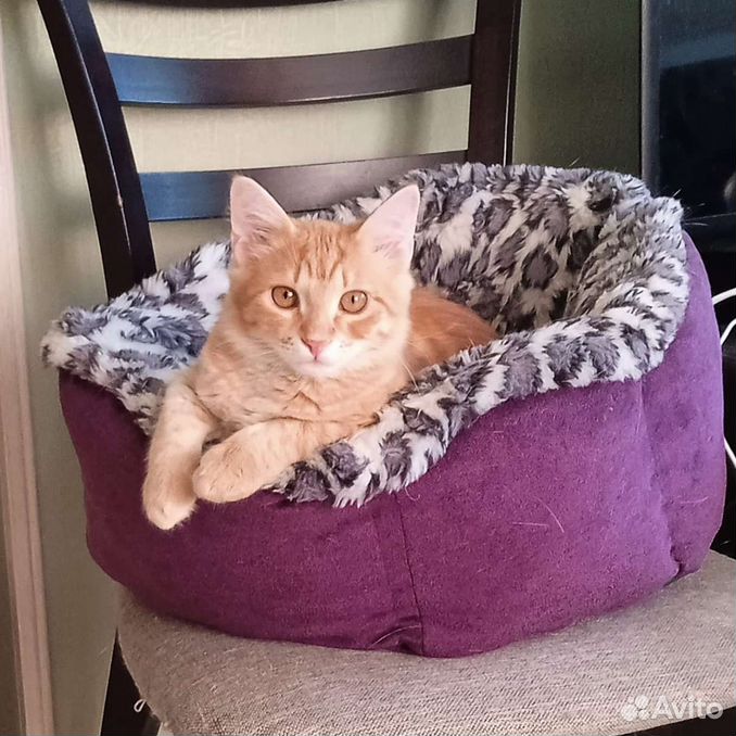 Котёнок, Лямурчик рыжий пушистик ищет семью