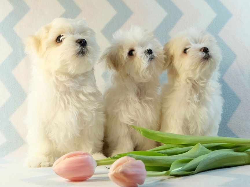 Щенки болонки