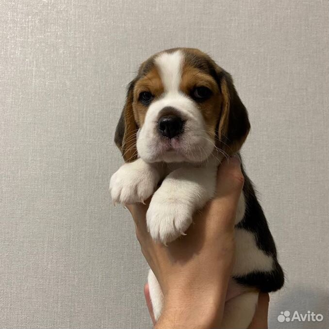 Щенки бигель триколор